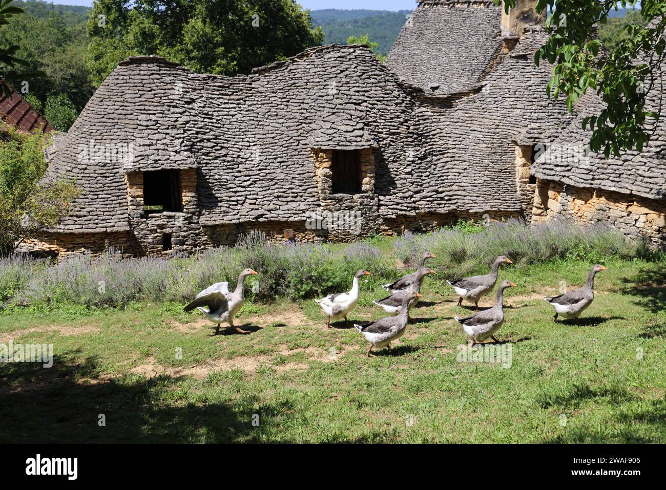 The famous Périgord geese among the Cabanes du Breuil. These typical Périgord Noir cabins are ...