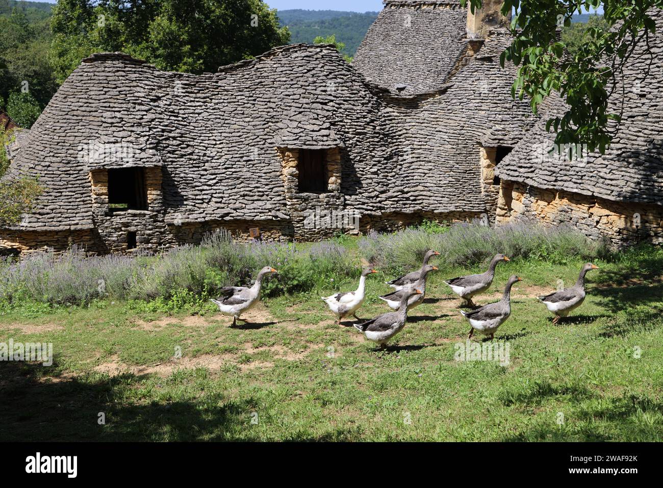 The famous Périgord geese among the Cabanes du Breuil. These typical ...