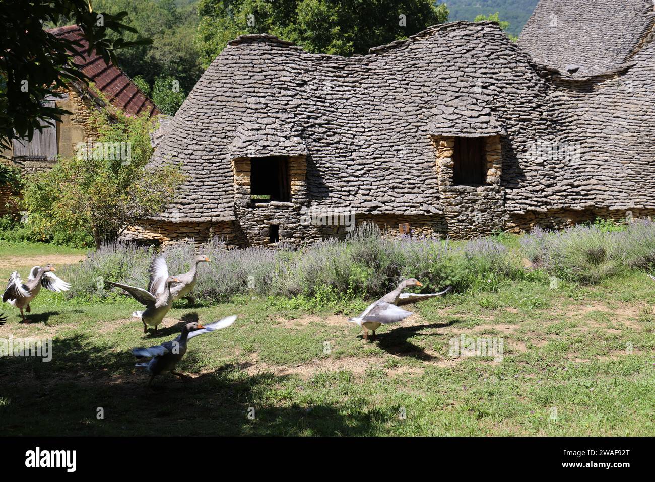 The famous Périgord geese among the Cabanes du Breuil. These typical Périgord Noir cabins are ...
