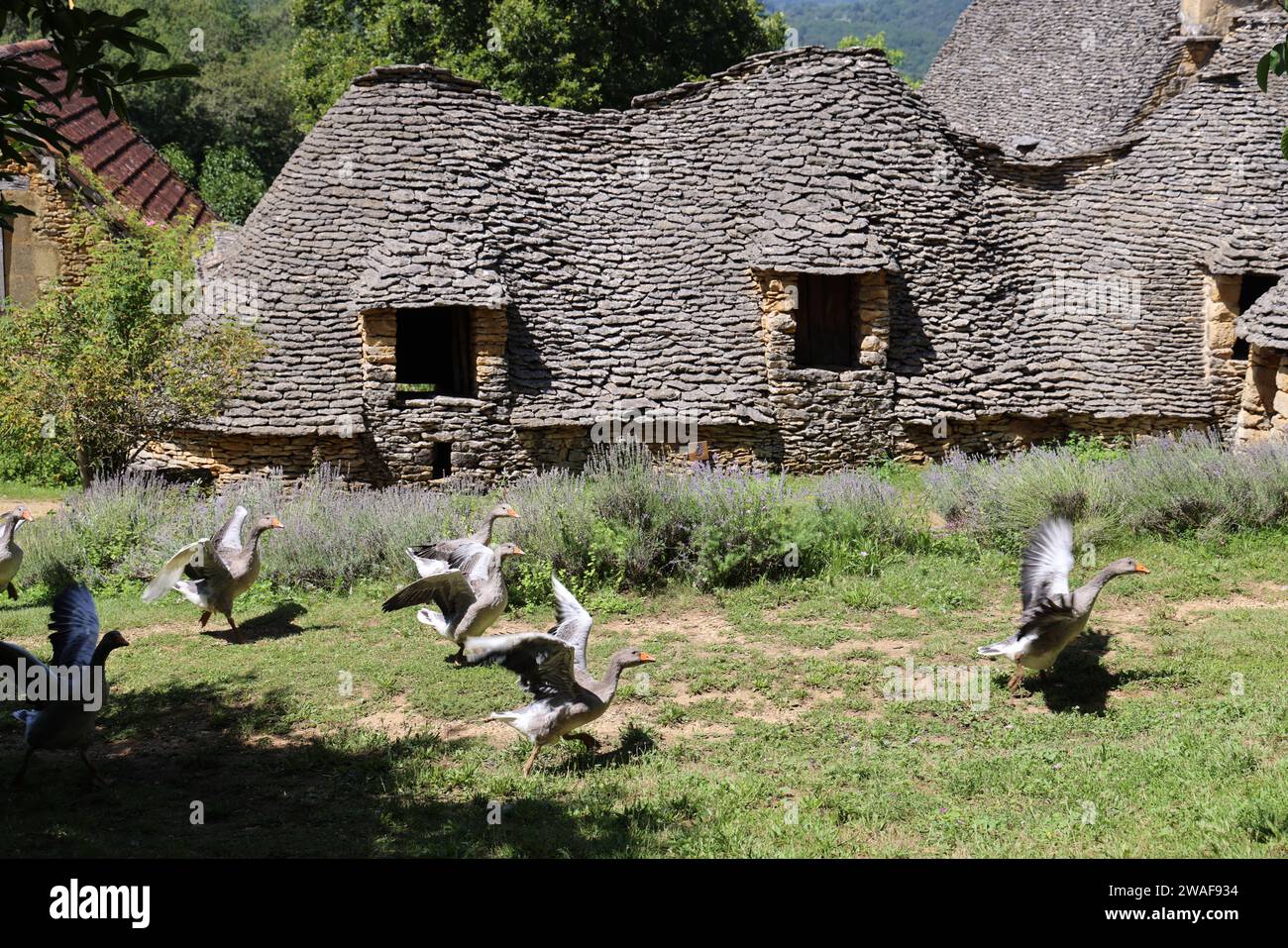 The famous Périgord geese among the Cabanes du Breuil. These typical Périgord Noir cabins are ...
