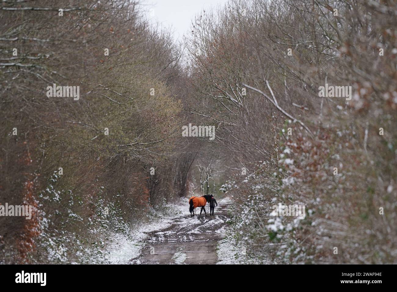 04 January 2024, Schleswig-Holstein, Westerrönfeld: A man is walking a ...