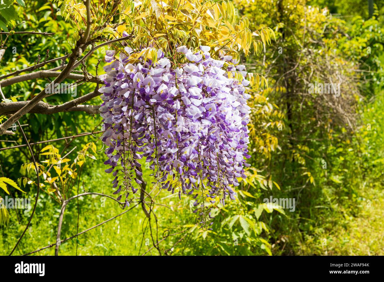 Spring pink flower Visteria in the garden Stock Photo - Alamy