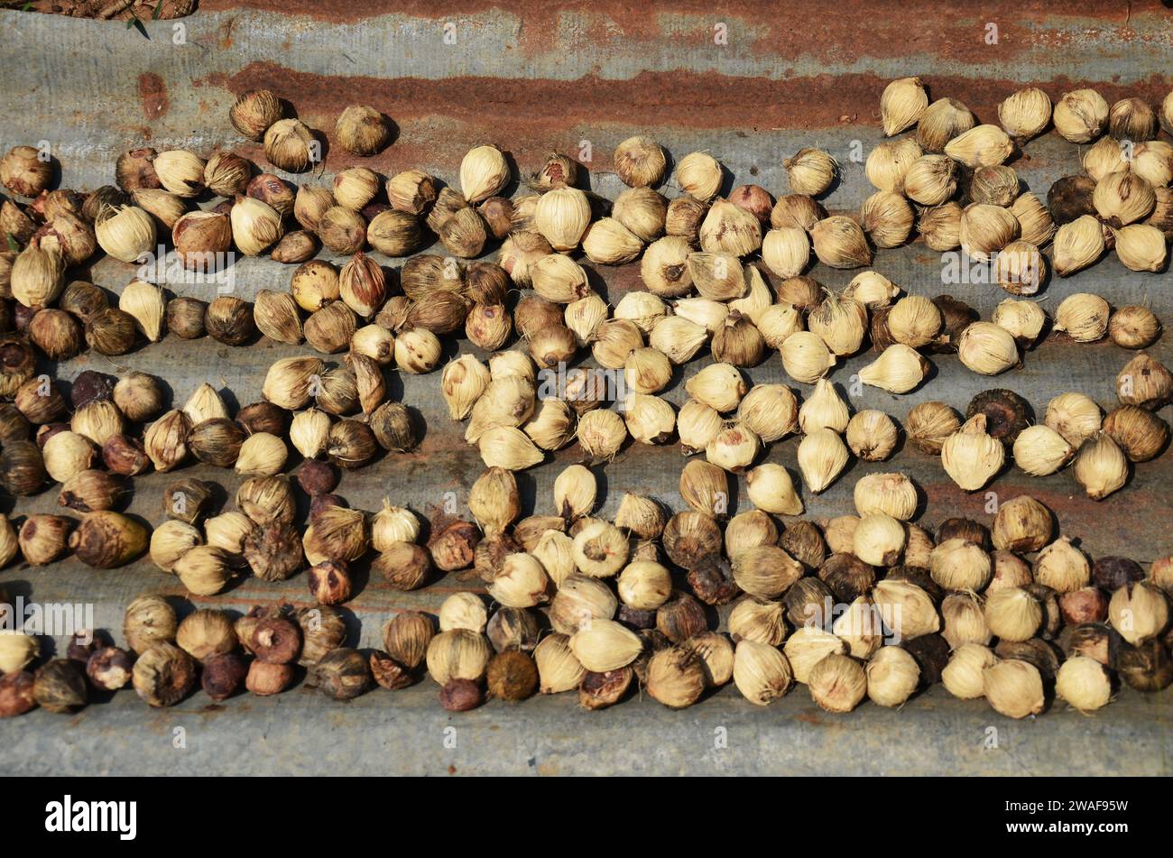 Traditional folk wisdom and life lifestyle tribe karen people preserve ...