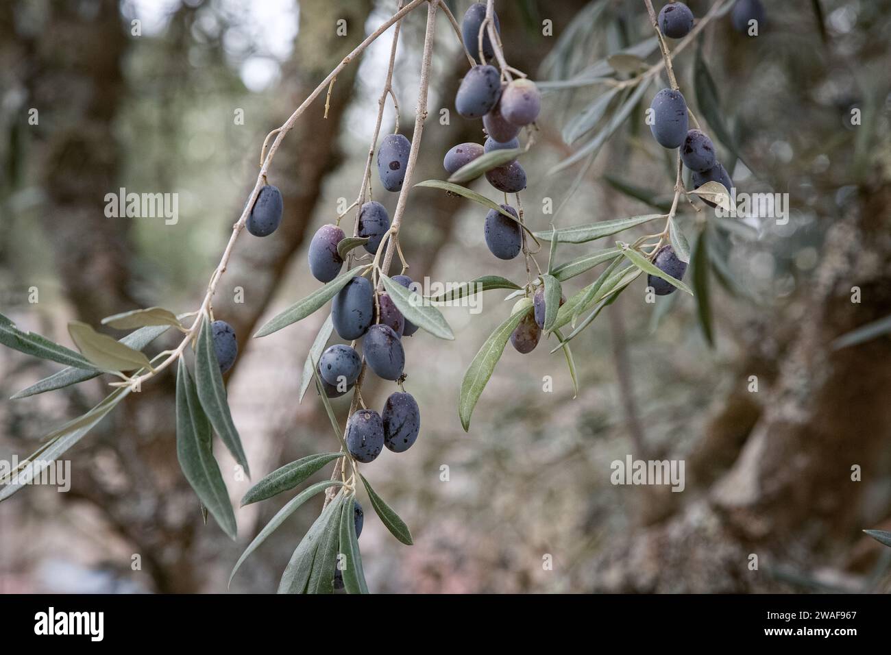 Real olive tree hi-res stock photography and images - Alamy