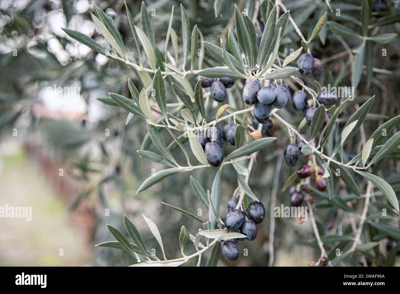 Real olive tree hi-res stock photography and images - Alamy