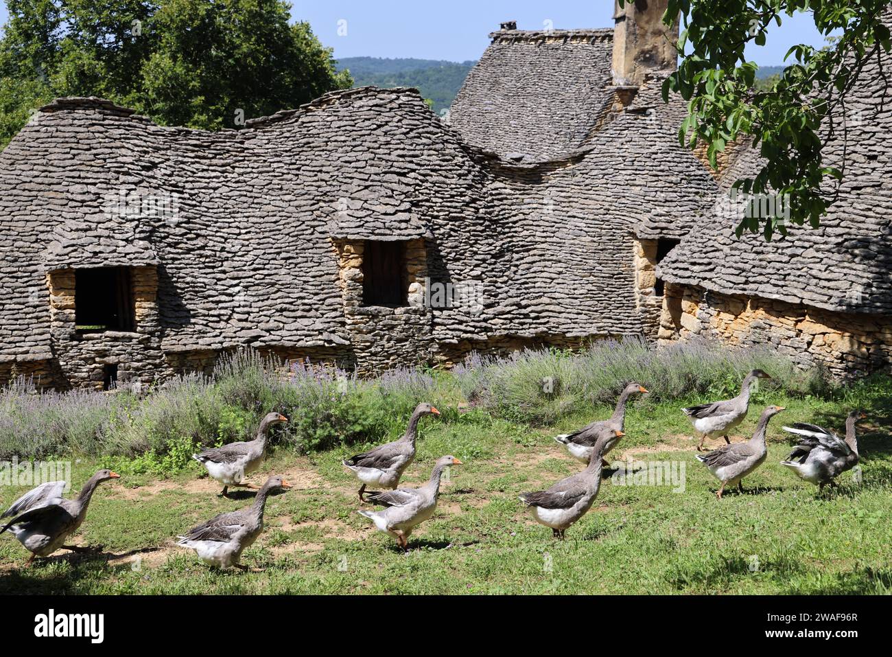 The famous Périgord geese among the Cabanes du Breuil. These typical Périgord Noir cabins are ...