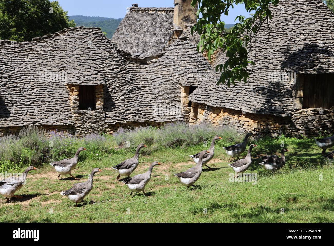 The famous Périgord geese among the Cabanes du Breuil. These typical Périgord Noir cabins are ...