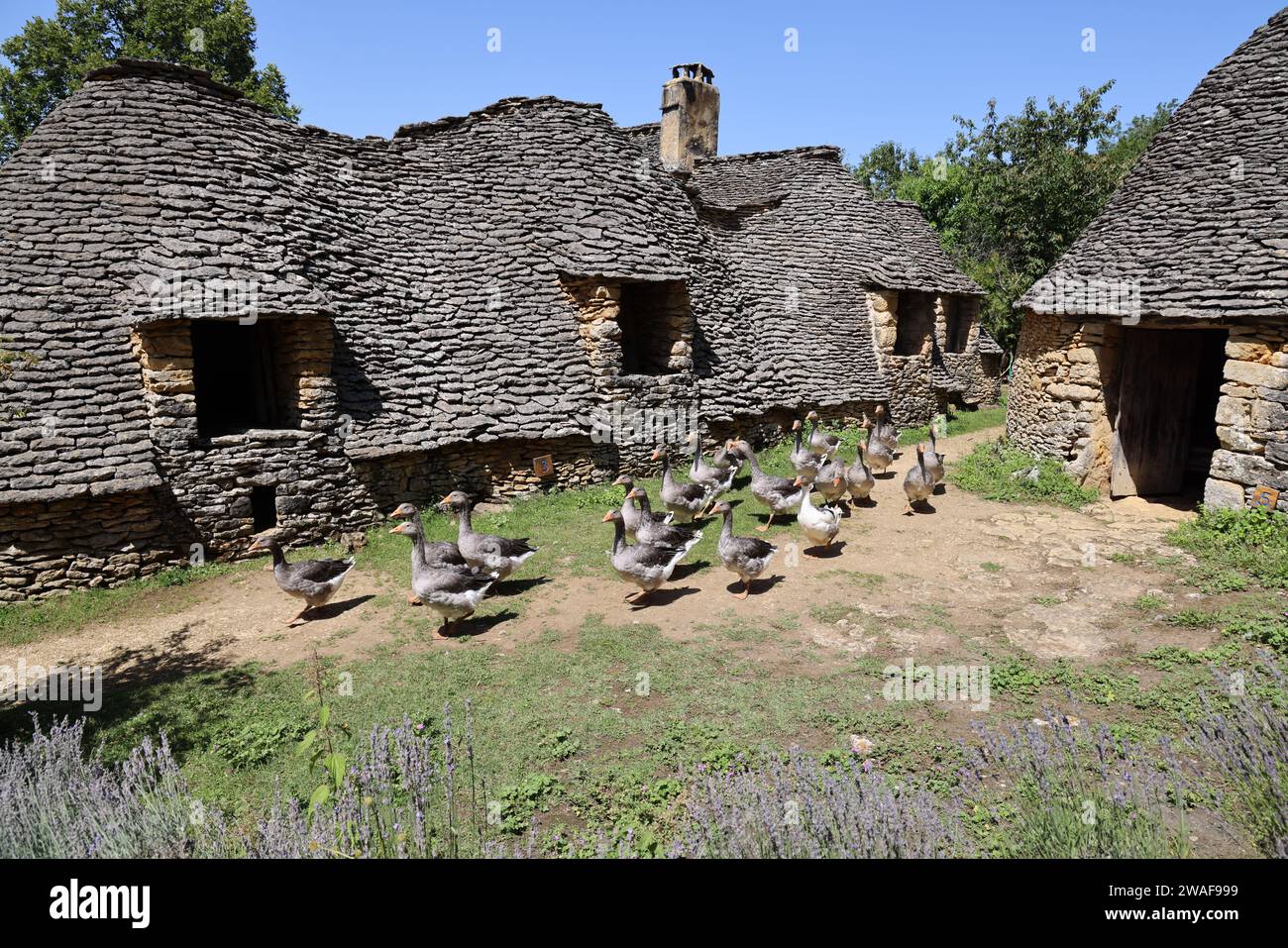 The famous Périgord geese among the Cabanes du Breuil. These typical ...