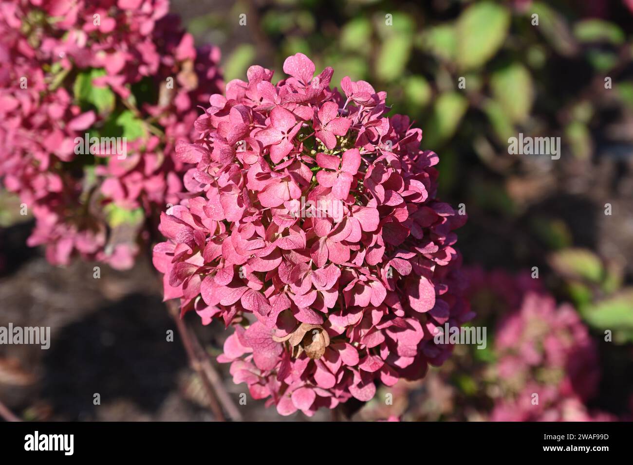 Hydrangea paniculata autumn flower hi-res stock photography and images ...