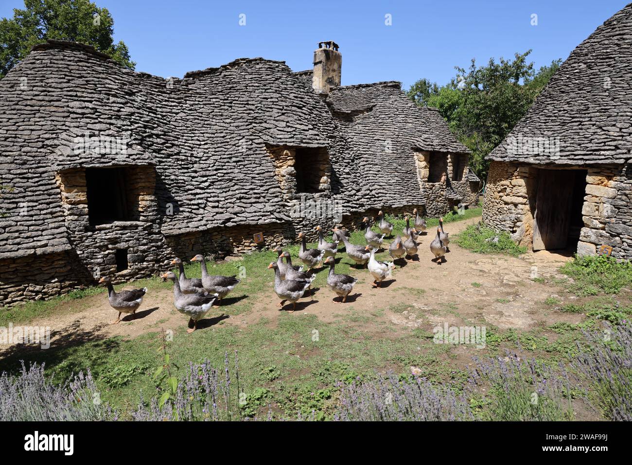 The famous Périgord geese among the Cabanes du Breuil. These typical Périgord Noir cabins are ...