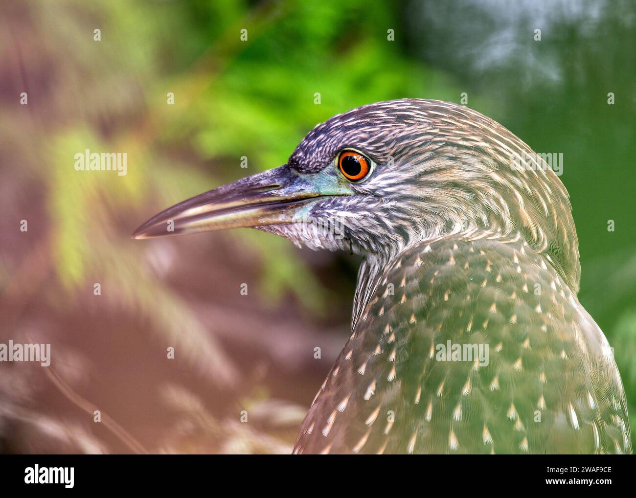 Young Nycticorax nycticorax, the Juvenile Black-crowned Night Heron ...