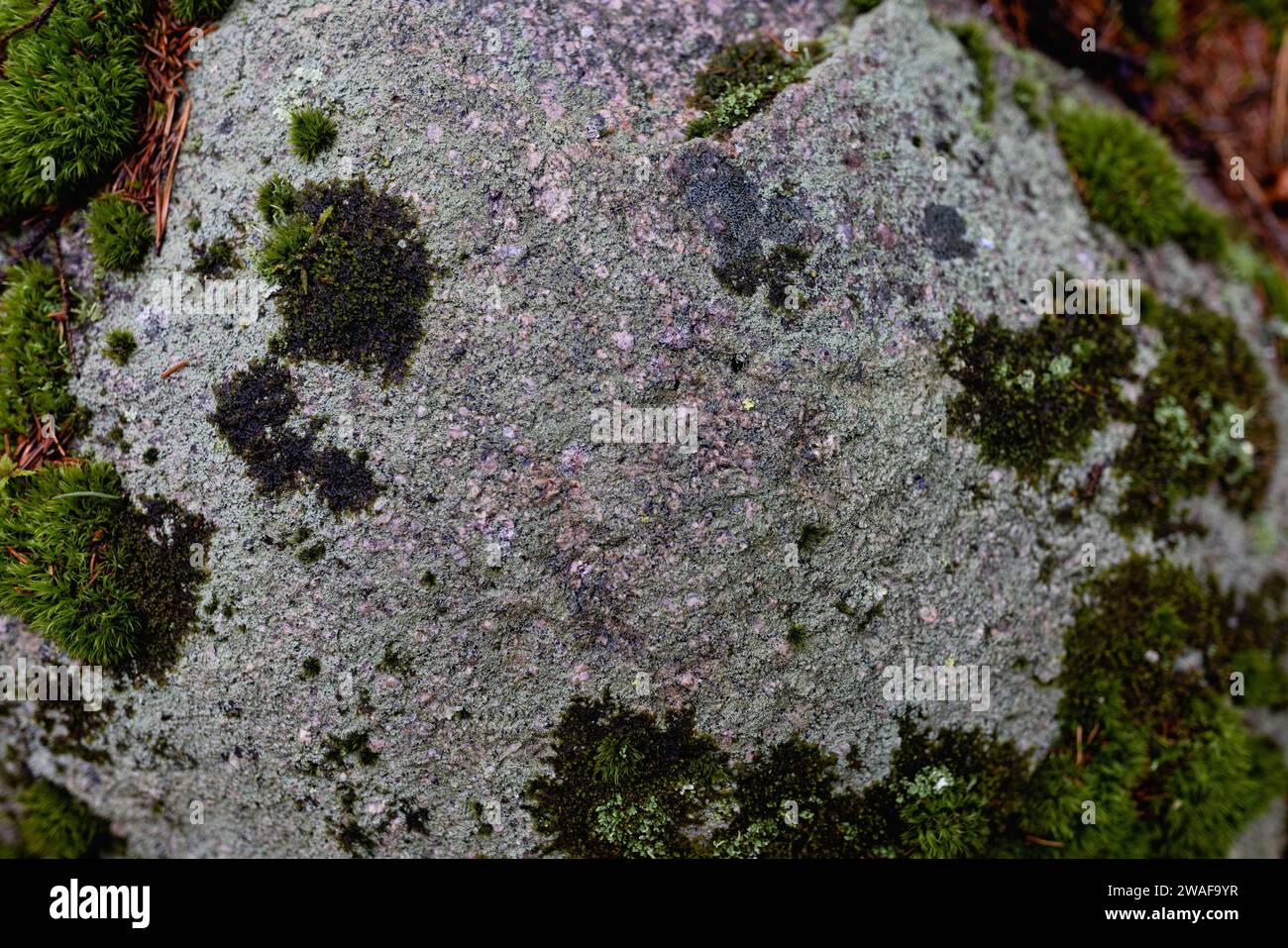Green moss on stone texture and background Stock Photo - Alamy