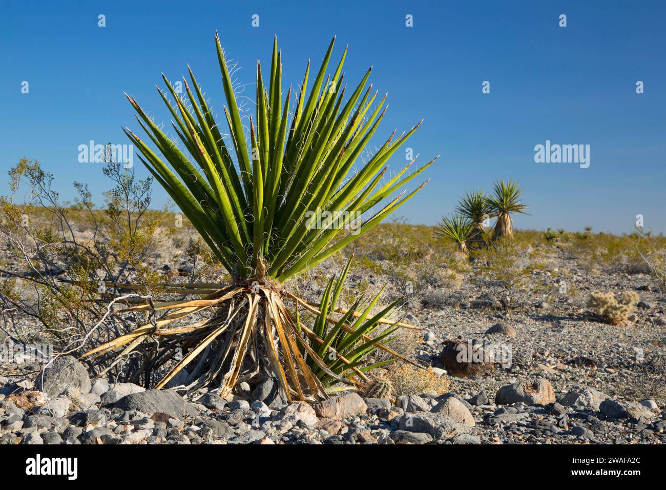 Mojave yucca, Desert National Wildlife Refuge, Nevada Stock Photo - Alamy
