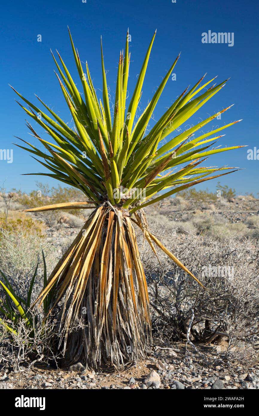 Yucca spanish dagger hi-res stock photography and images - Alamy