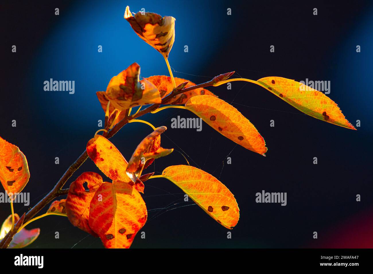branch with autumn colors Stock Photo - Alamy