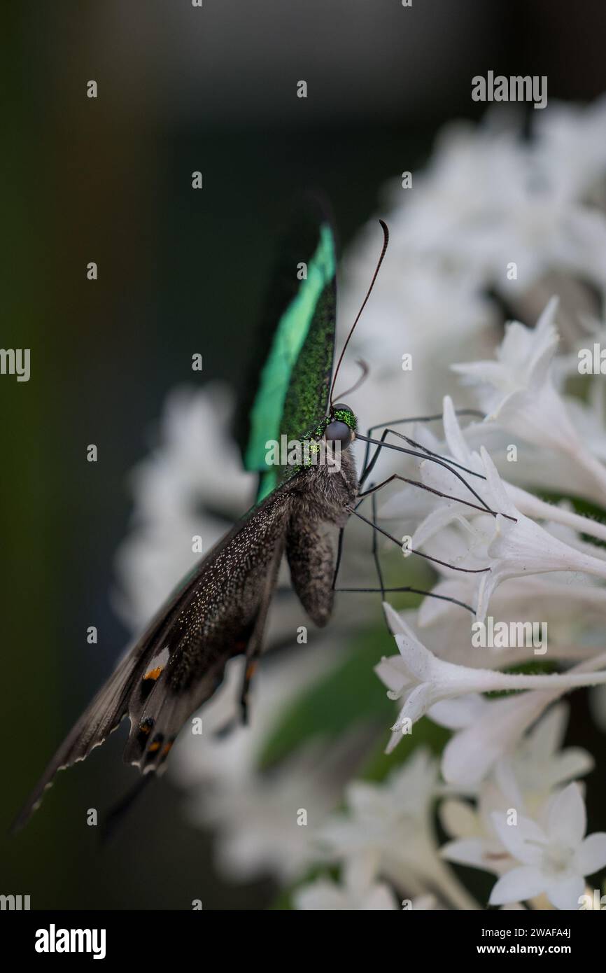 Beautiful Butterflys in a botanic garden Stock Photo - Alamy