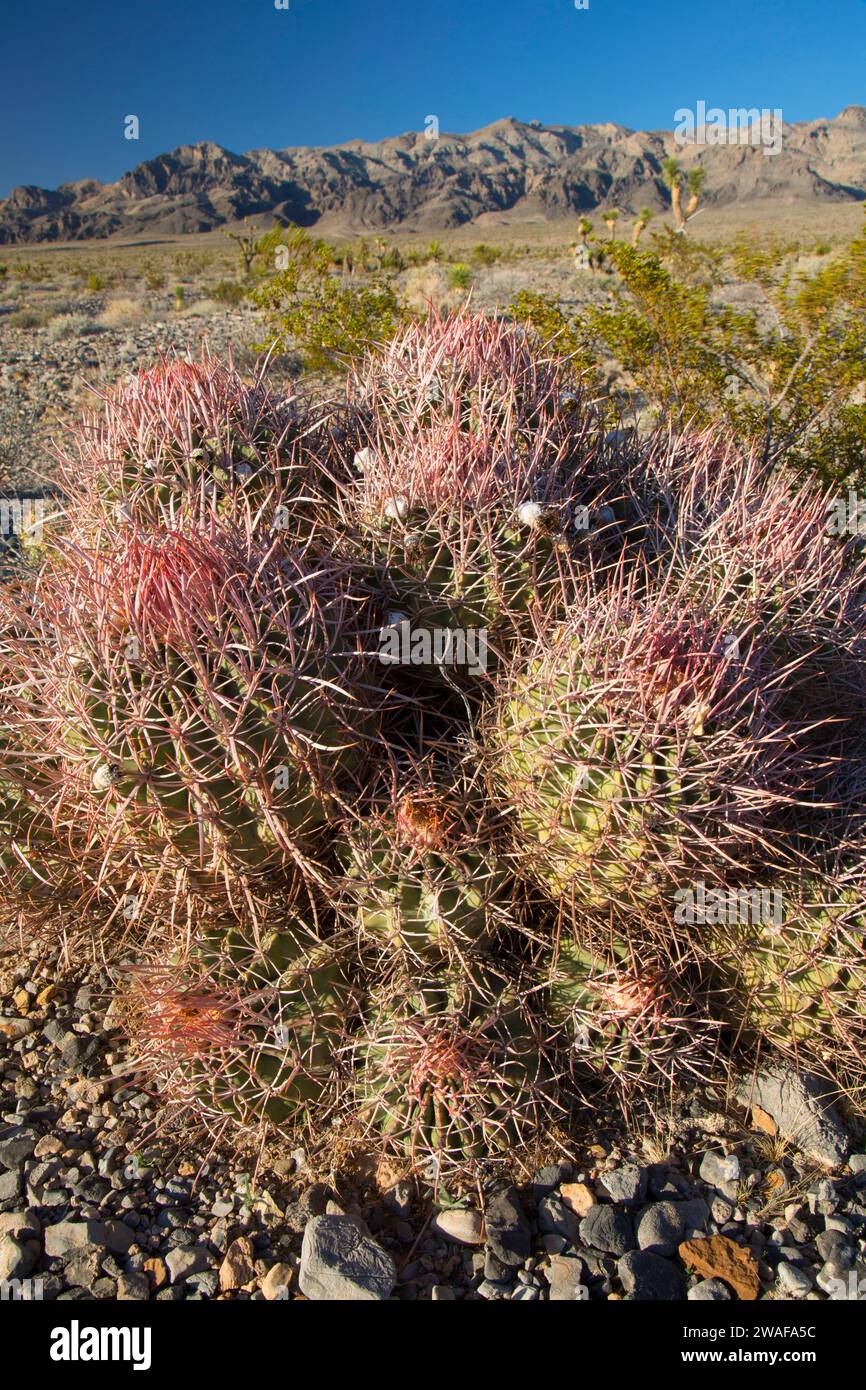 Cottontop Barrel cactus (Echinocactus polycephalus) to Sheep Range ...