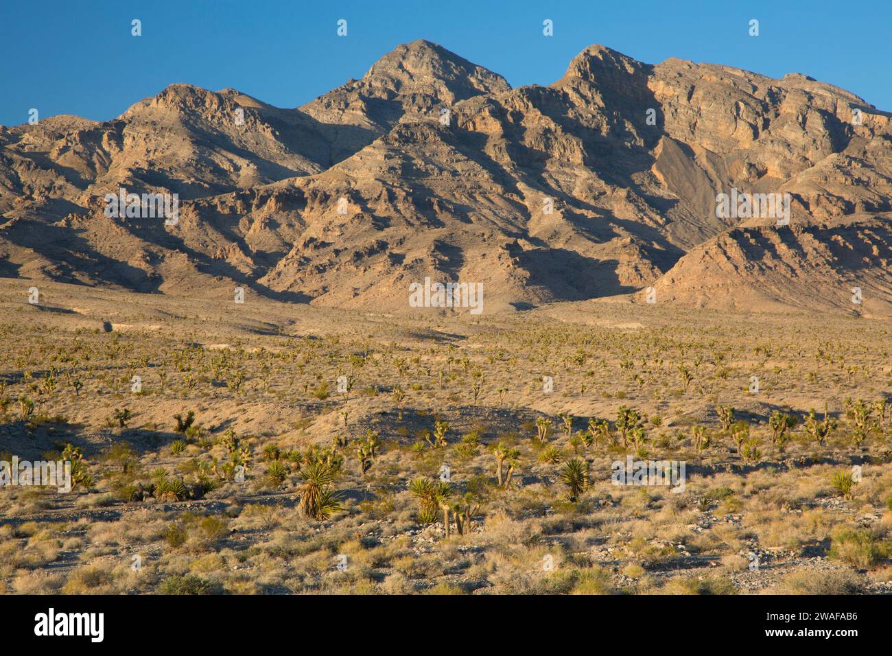 Sheep Range, Desert National Wildlife Refuge, Nevada Stock Photo - Alamy
