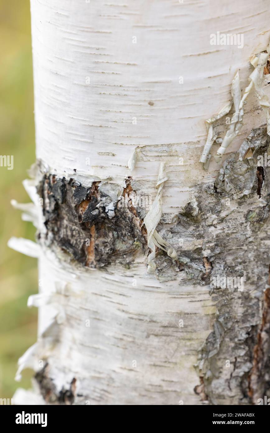 This close-up photograph showcases the smooth and pristine white bark ...