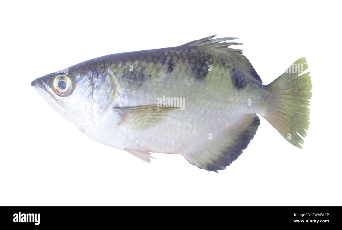 Single small beautiful sea fish looks like Siamese tiger fish is ...