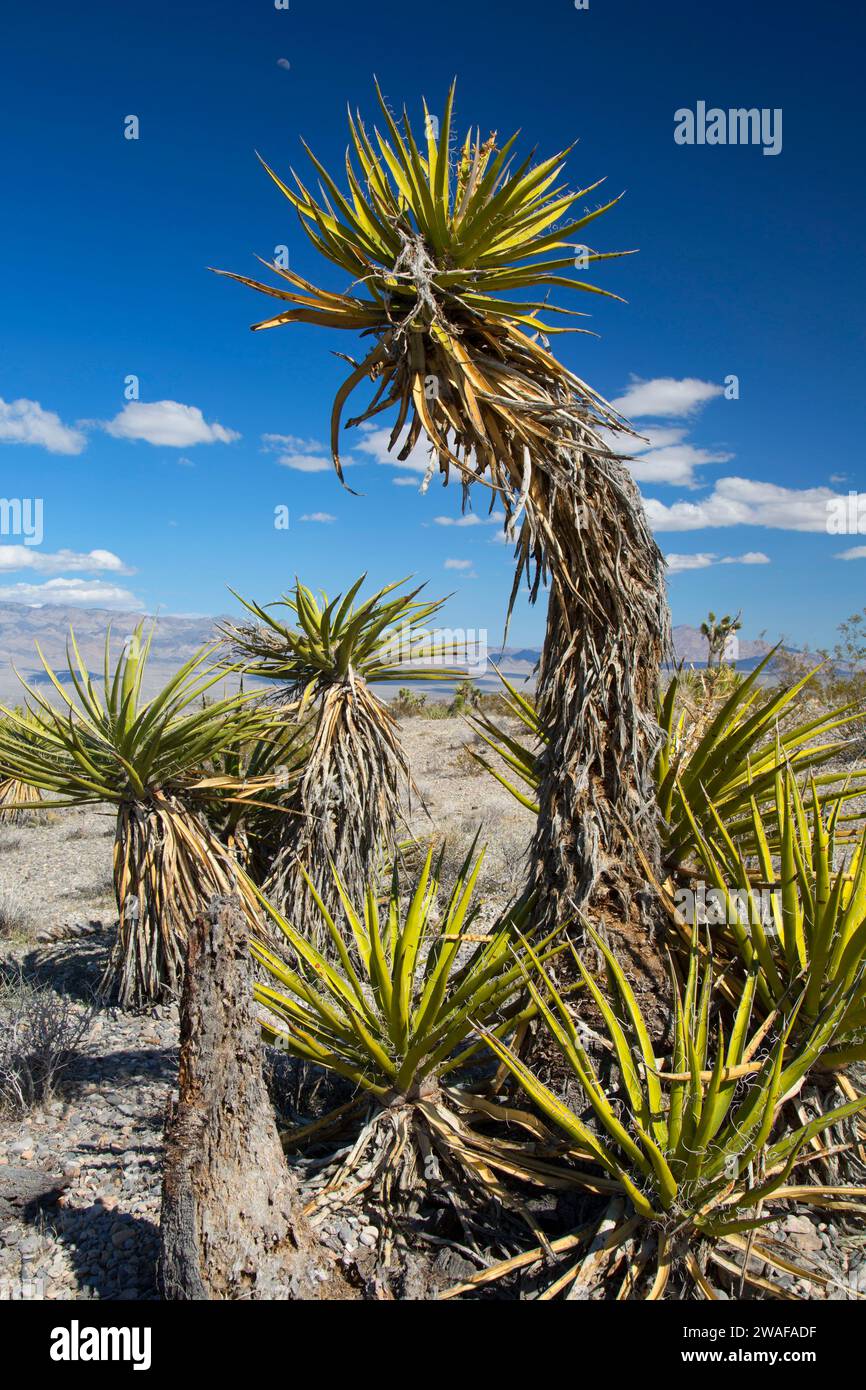 Mojave yucca, Red Rock Canyon National Conservation Area, Mt ...
