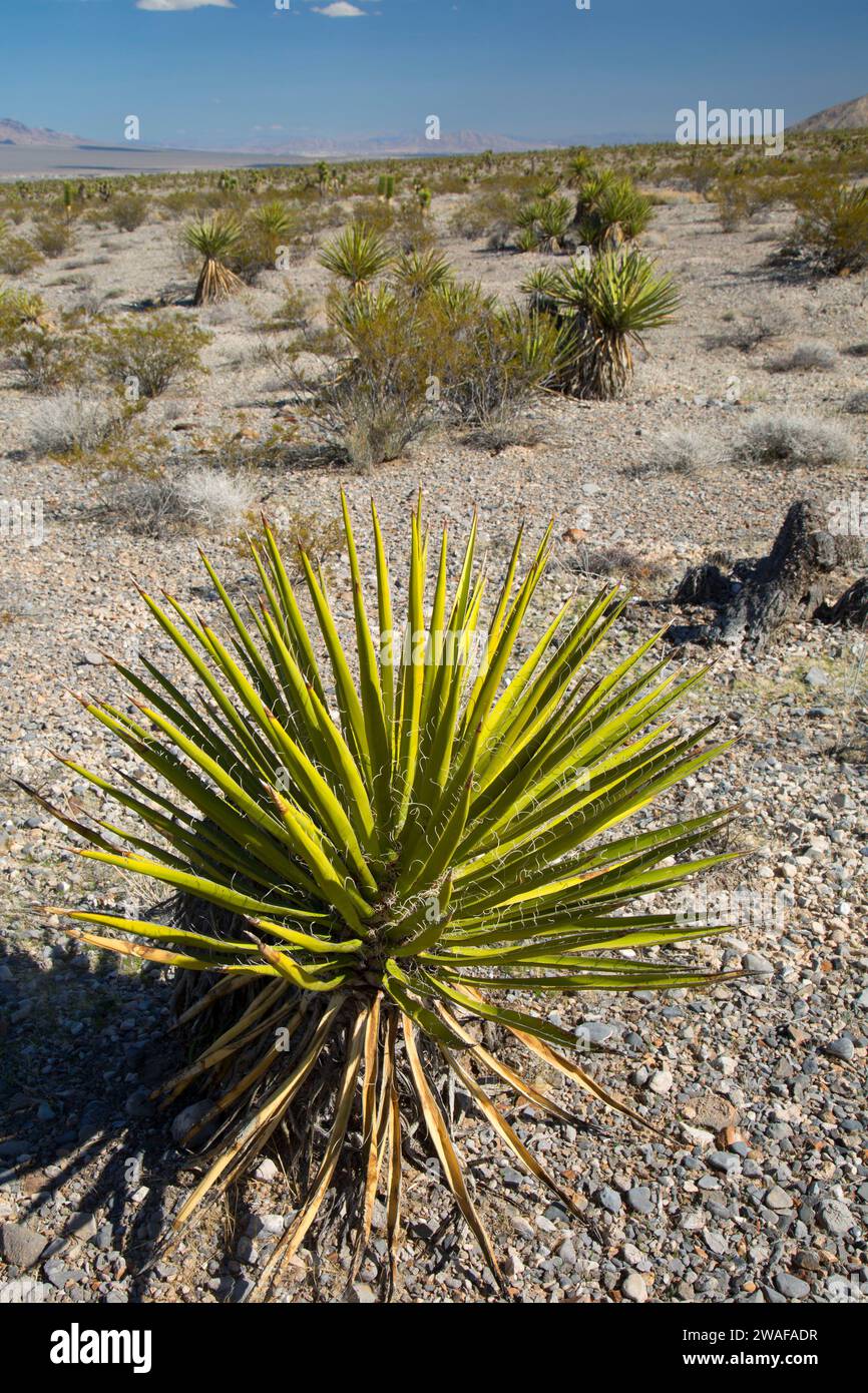 Mojave yucca, Red Rock Canyon National Conservation Area, Mt ...