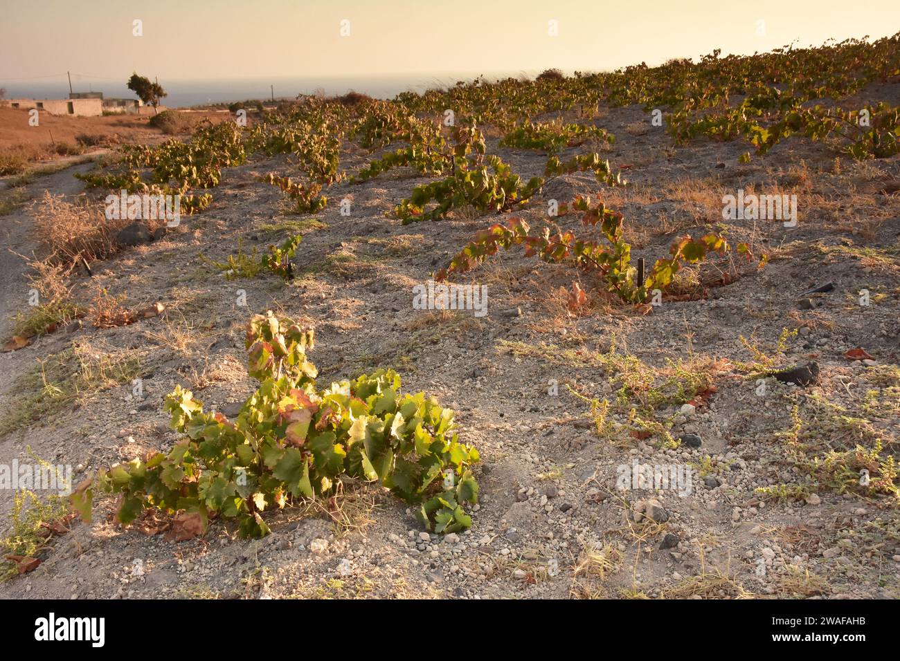 Vineyard on Greek Island of Santorini with Unique Coiled Vines Stock ...