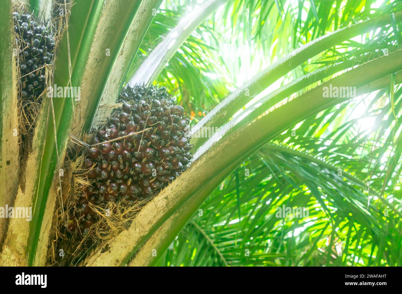 Palm oil fruit harvesting hi-res stock photography and images - Alamy