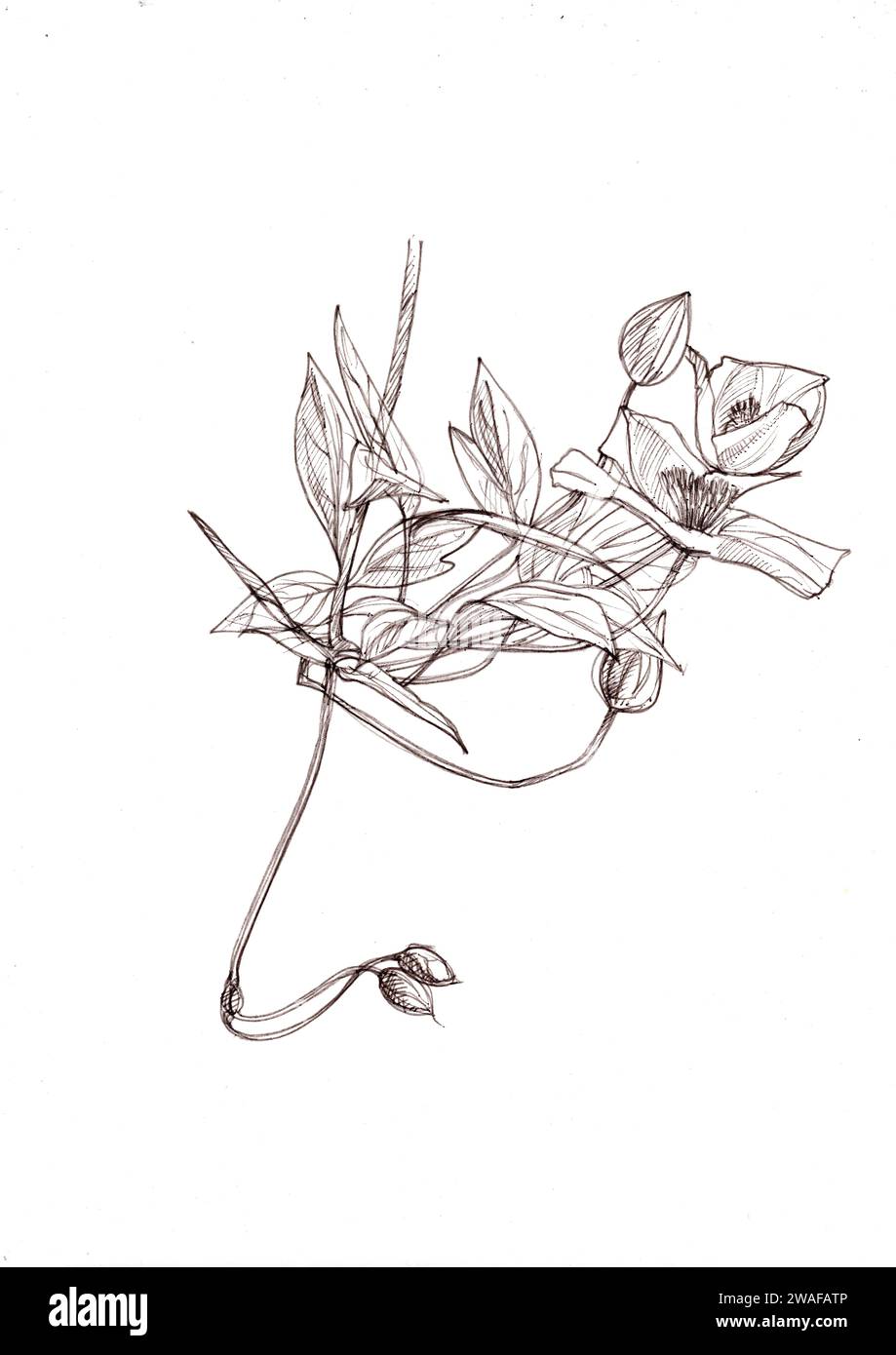 Black and white line illustration of clematis flowers on a white ...