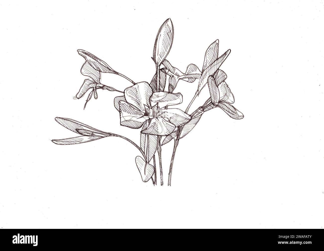 Black and white line illustration of periwinkle flowers on a white ...