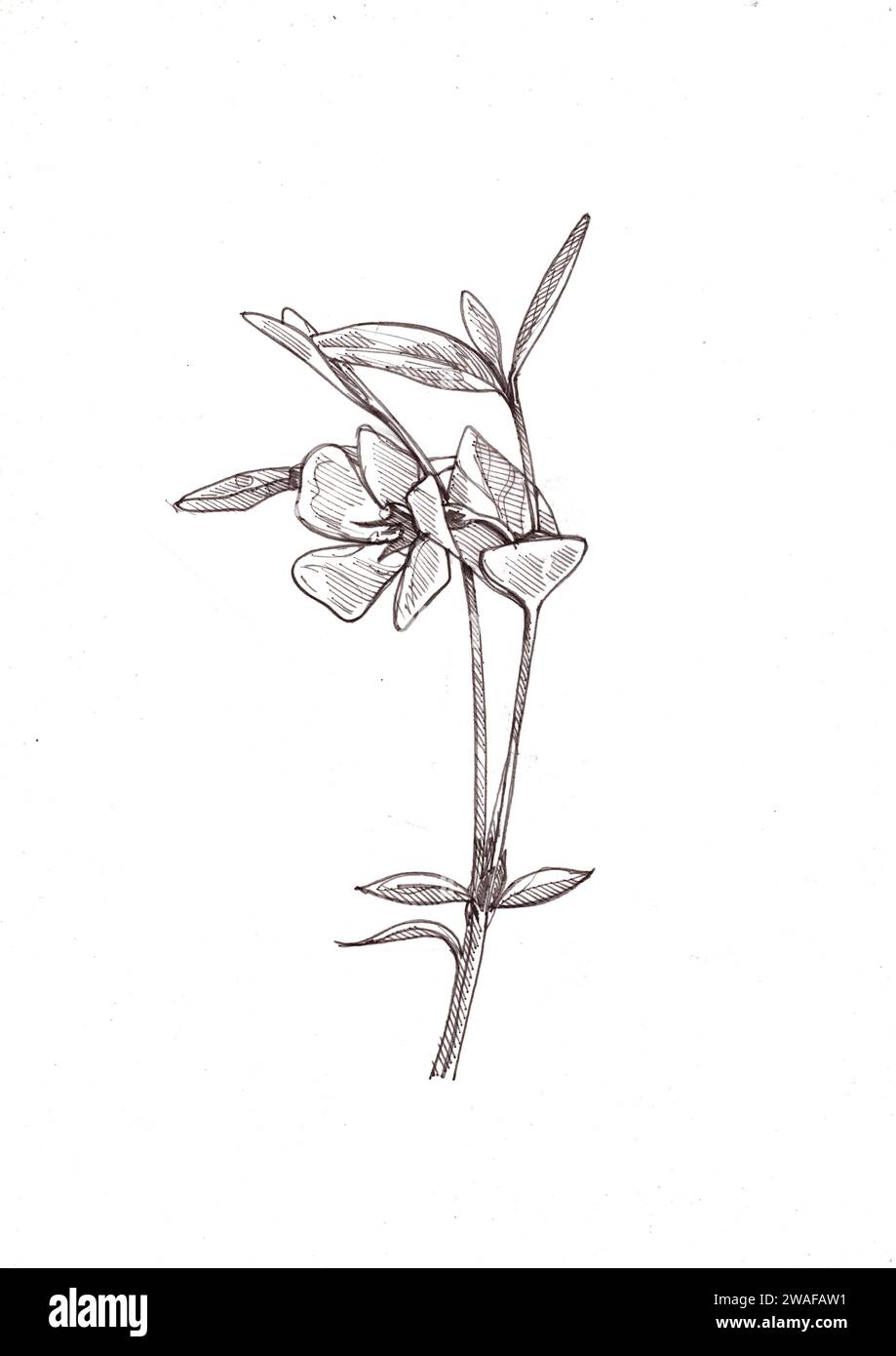 Black and white line illustration of periwinkle flowers on a white ...