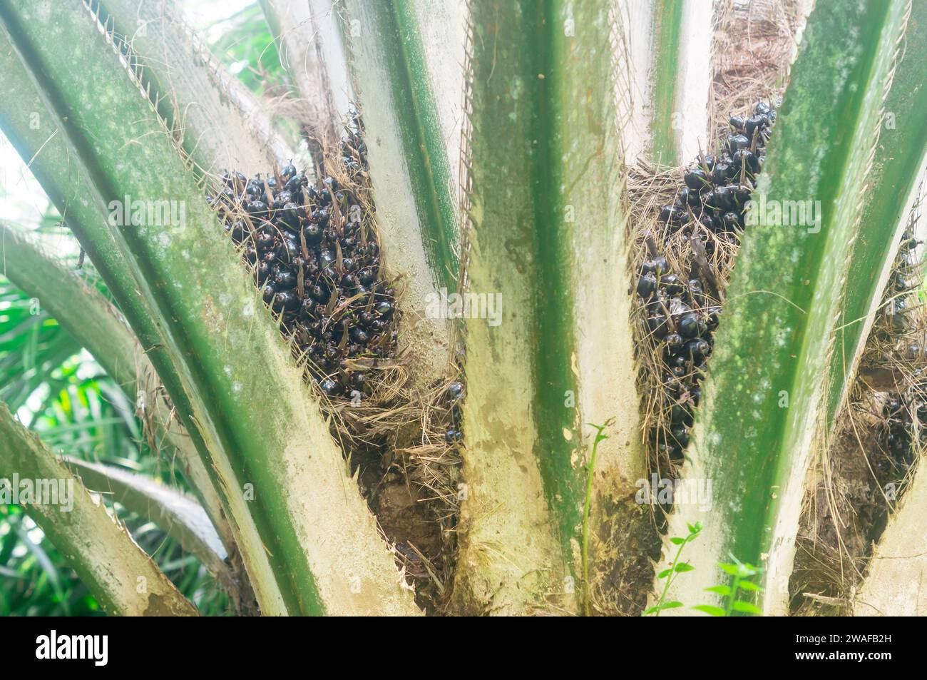 Oil palm tree in plantation is growing up with palm fruits waiting for ...
