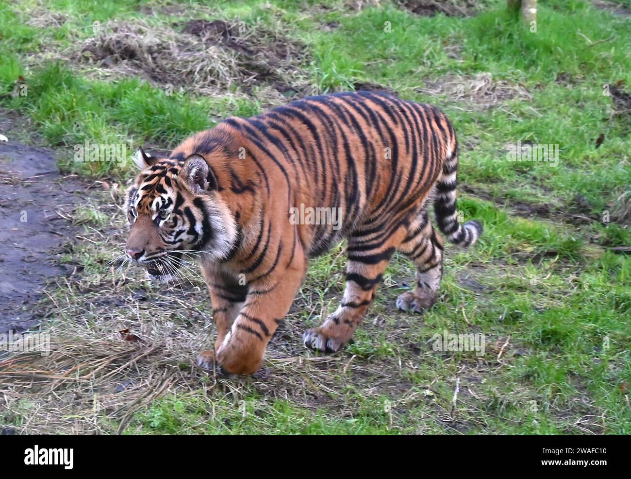 Sumatran tigers have the narrowest black stripes of any tiger ...