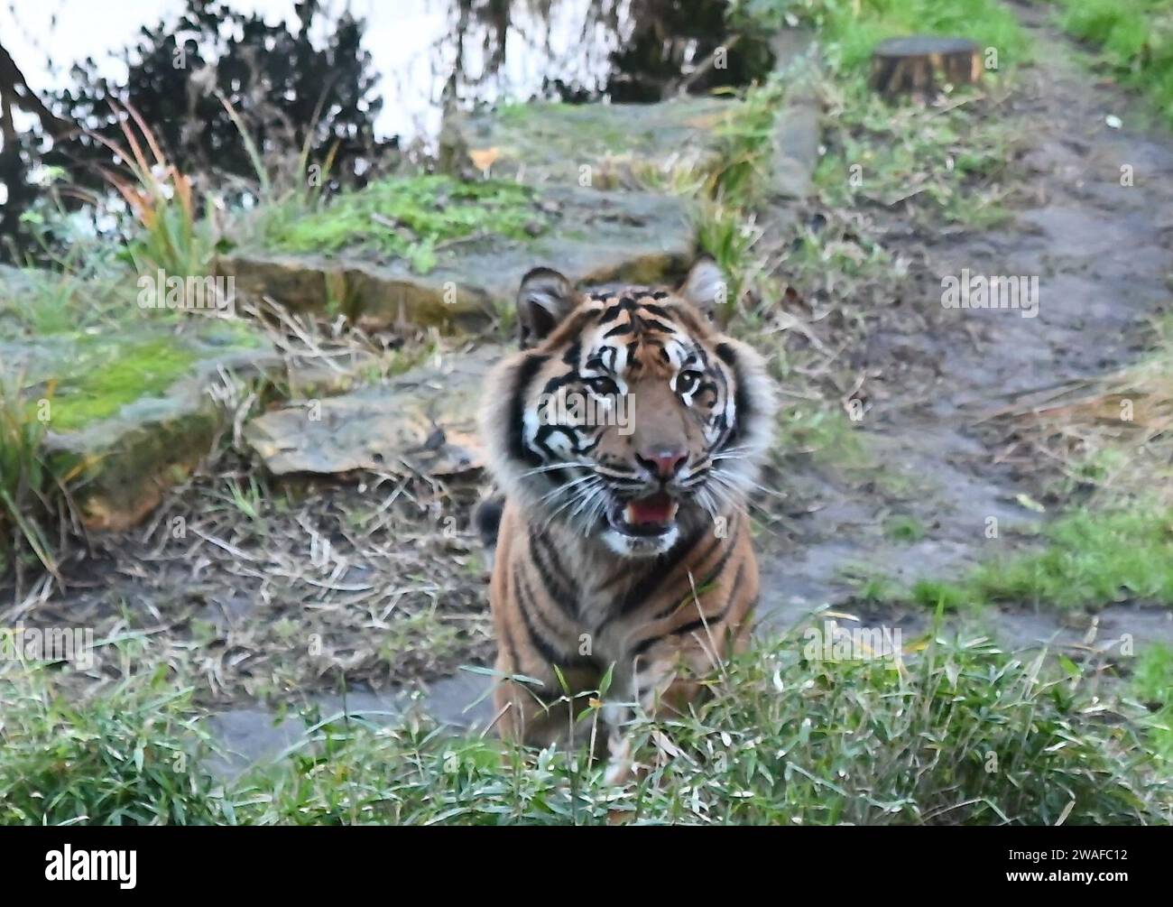 Sumatran tigers have the narrowest black stripes of any tiger ...