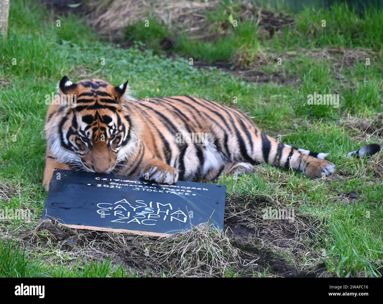 Sumatran tigers have the narrowest black stripes of any tiger ...
