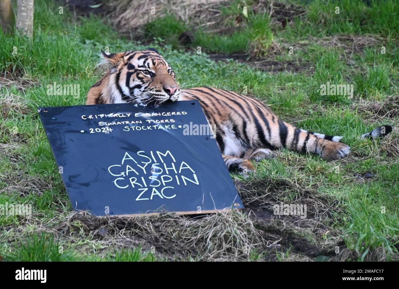 Sumatran tigers have the narrowest black stripes of any tiger ...