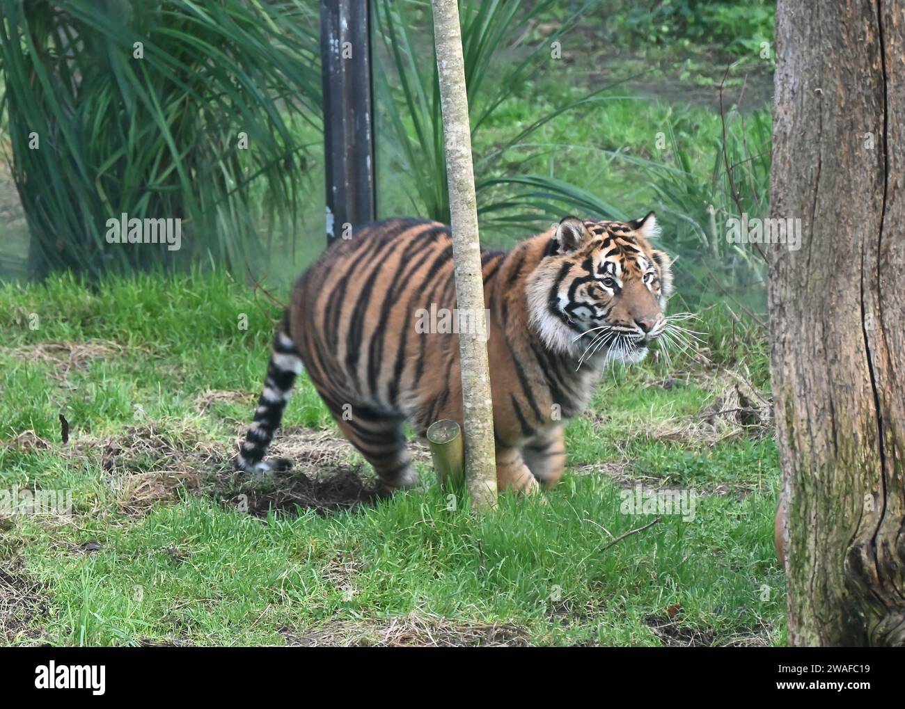 Sumatran tigers have the narrowest black stripes of any tiger ...