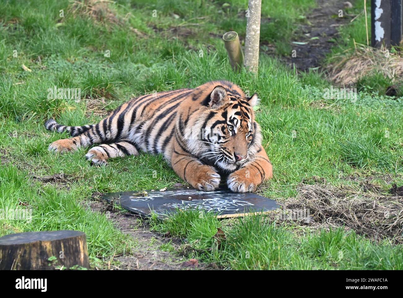 Sumatran tigers have the narrowest black stripes of any tiger ...