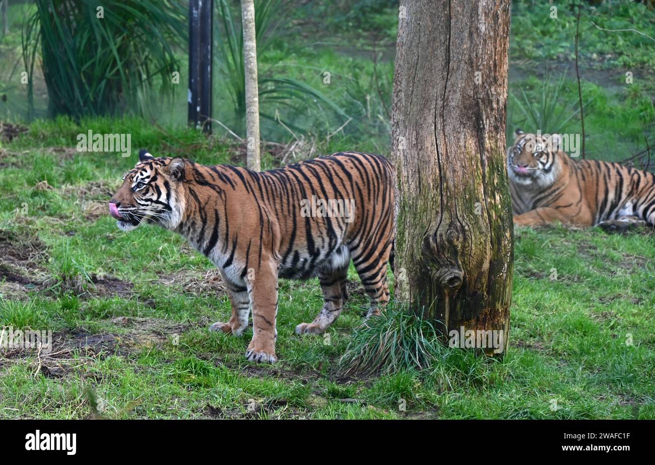 Sumatran tigers have the narrowest black stripes of any tiger ...