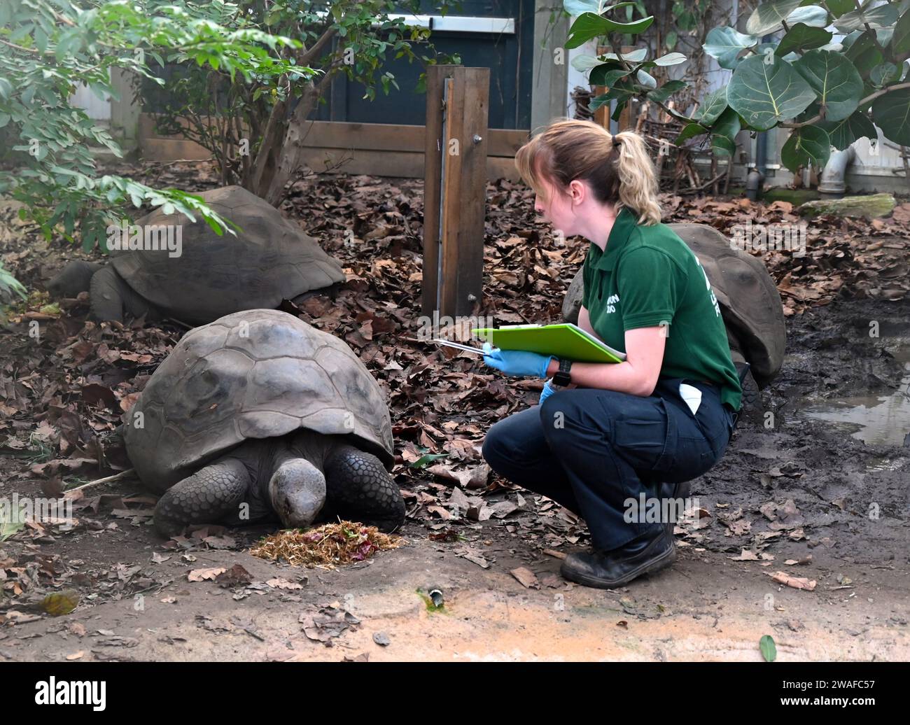 Largest tortoises today hi-res stock photography and images - Alamy