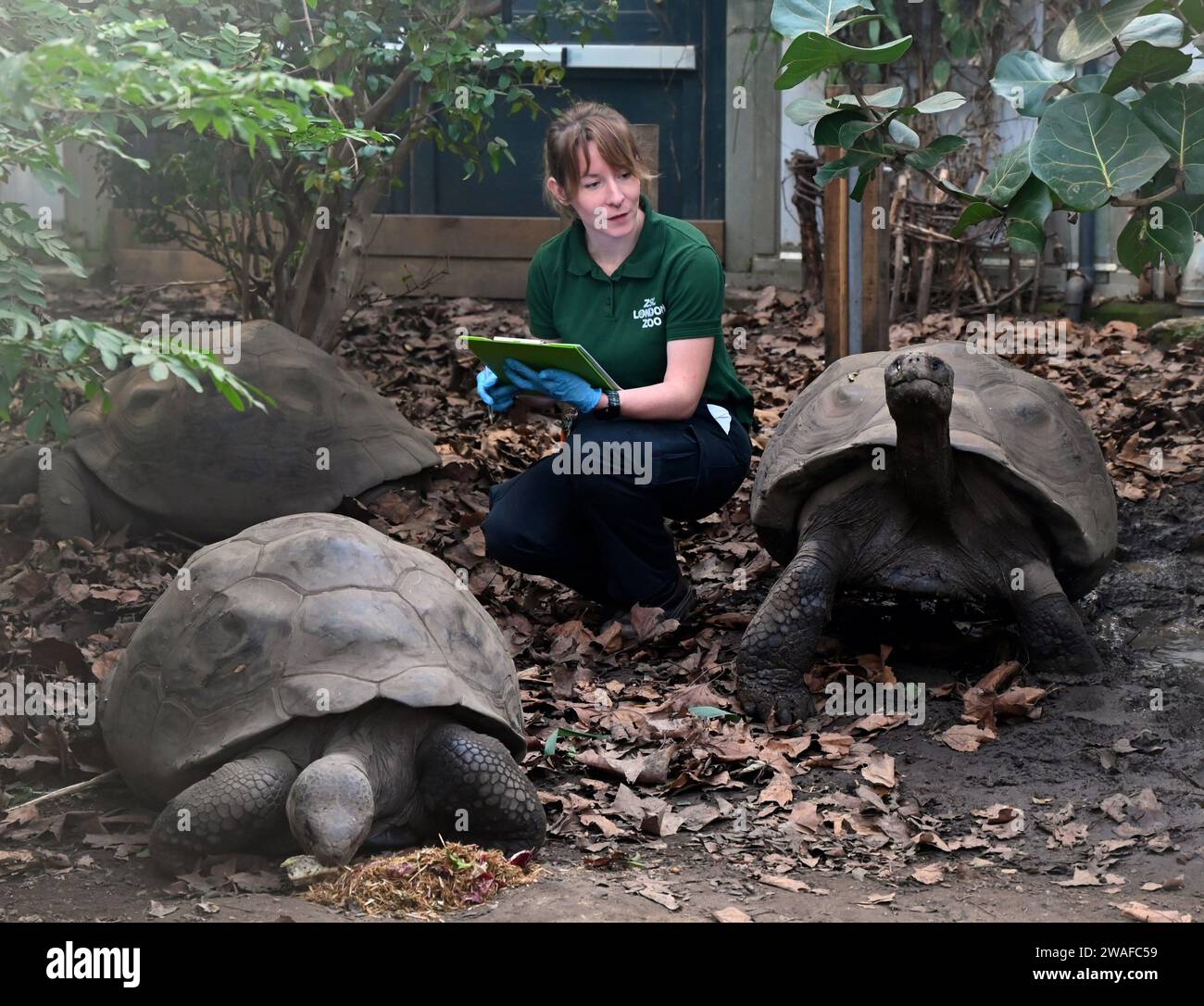 Largest tortoises today hi-res stock photography and images - Alamy