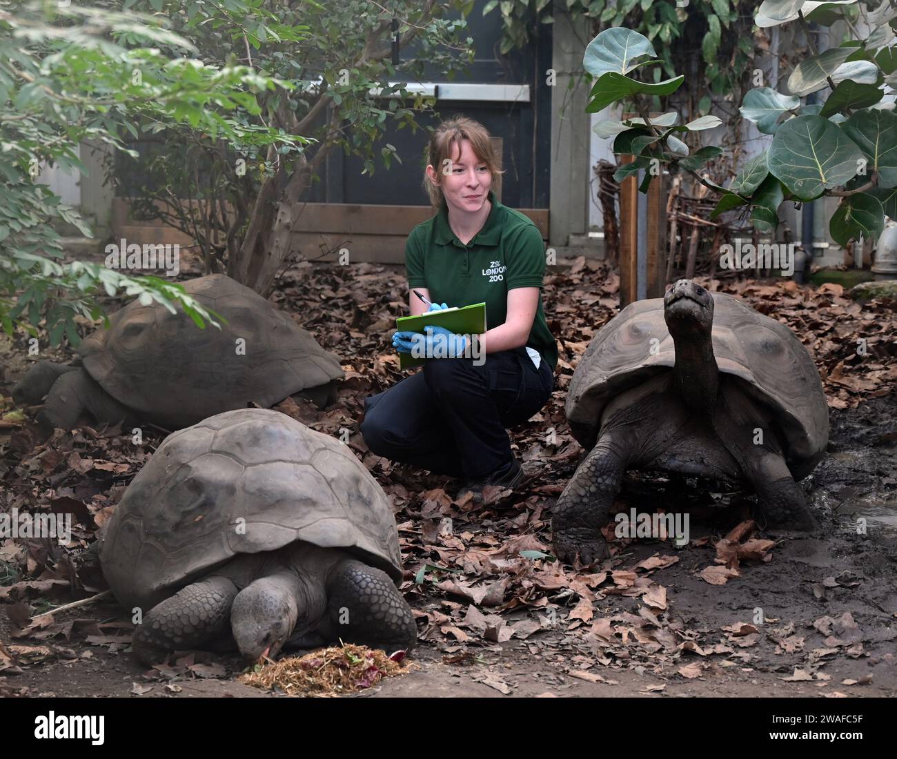The largest living tortoise, these reptiles were once so ubiquitous ...