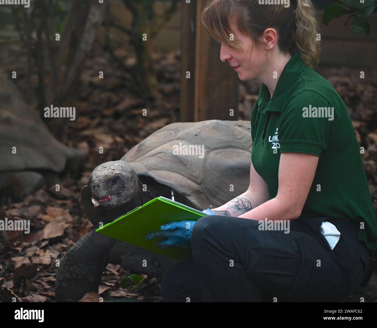 The largest living tortoise, these reptiles were once so ubiquitous ...