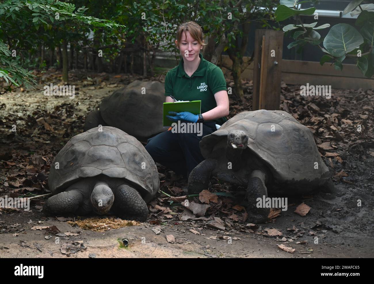 The largest living tortoise, these reptiles were once so ubiquitous ...