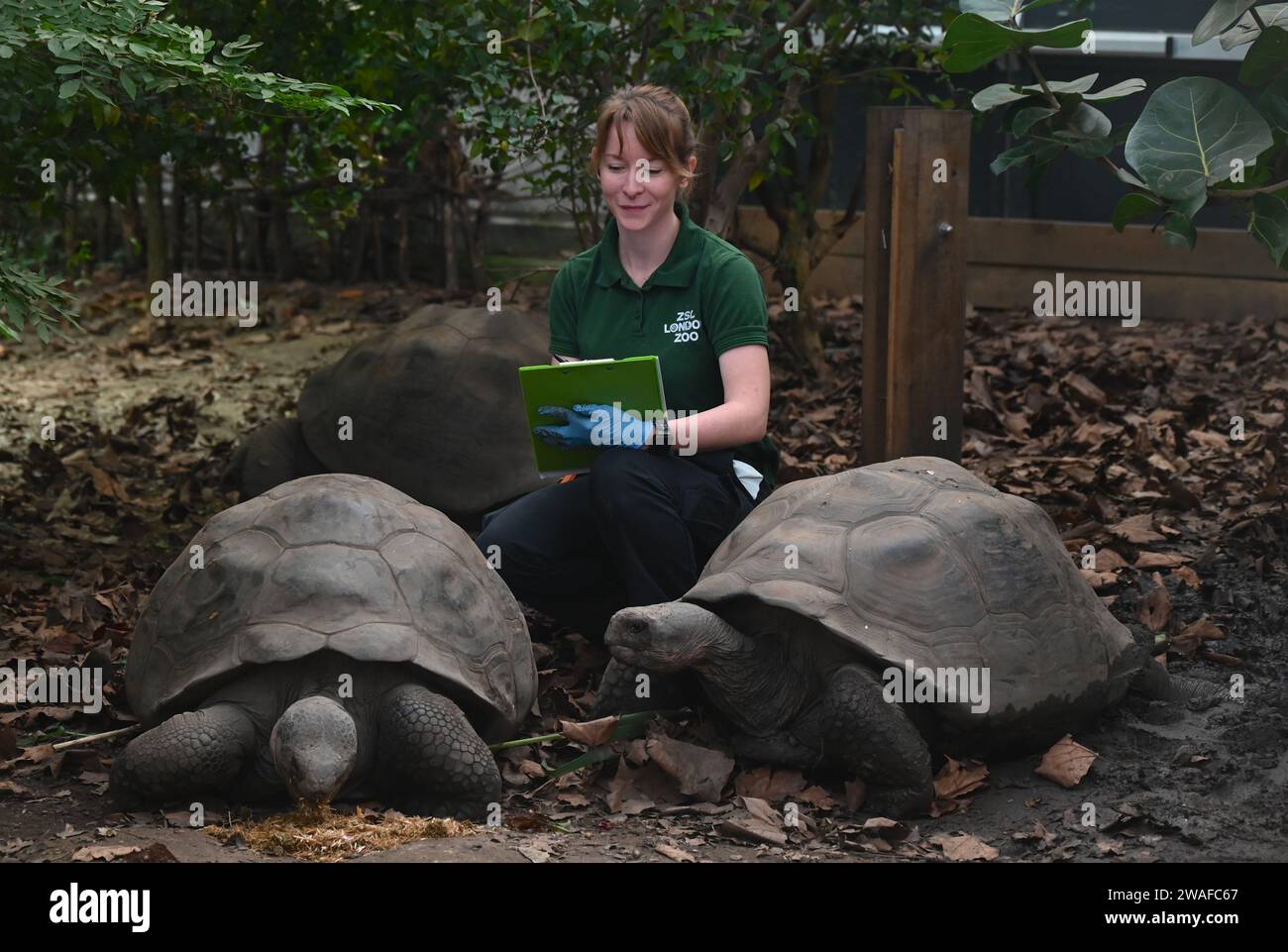 The largest living tortoise, these reptiles were once so ubiquitous ...