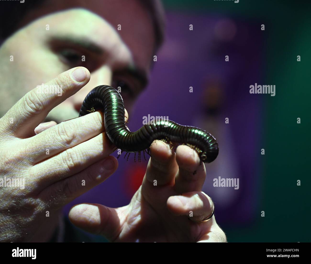 Explore the forest ar night hi-res stock photography and images - Alamy