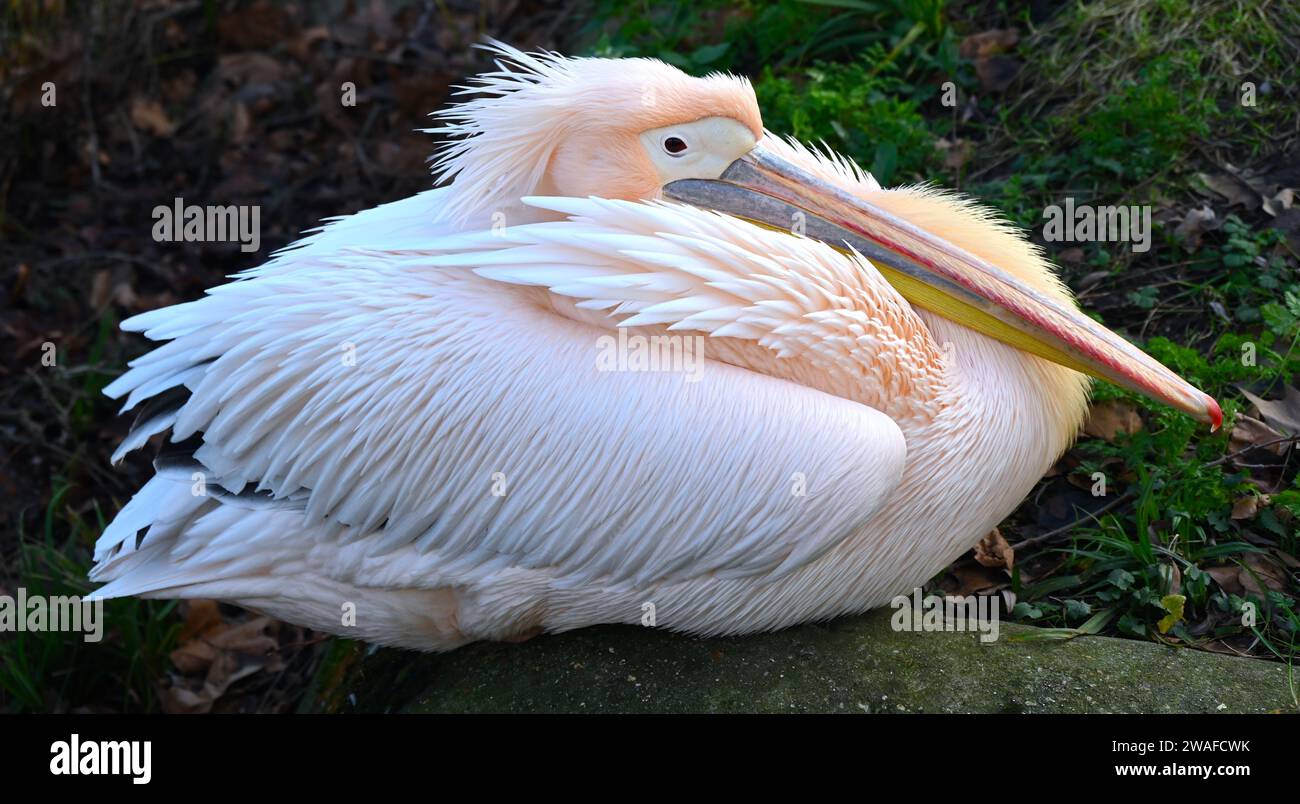 Eastern white pelicans at London Zoo They use their large bills to ...