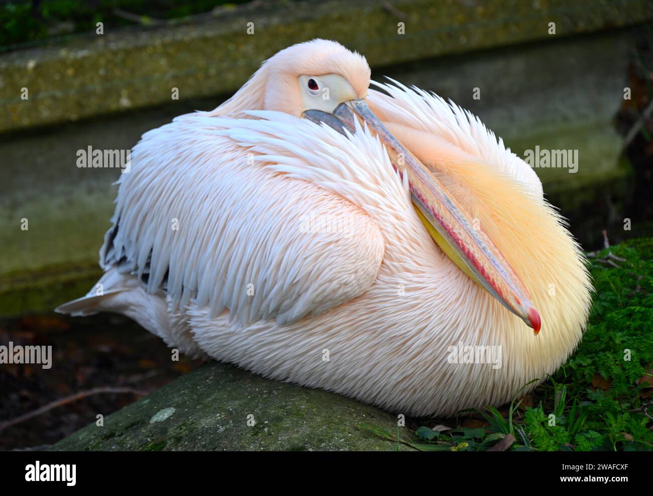 Eastern white pelicans at London Zoo They use their large bills to ...