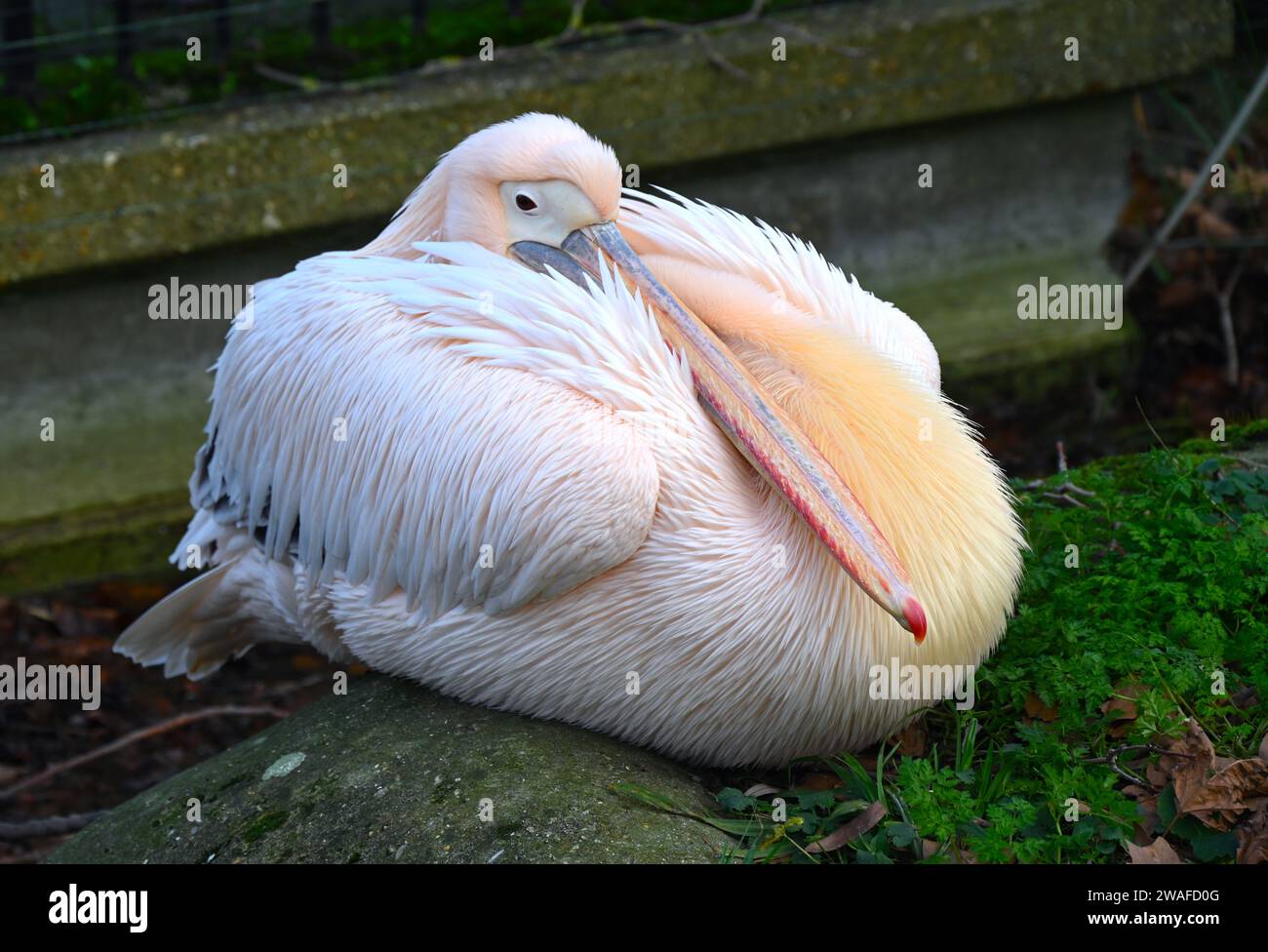 Skin pouch in pelican hi-res stock photography and images - Alamy