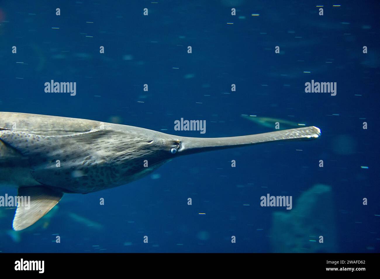 Paddlefish hi-res stock photography and images - Alamy